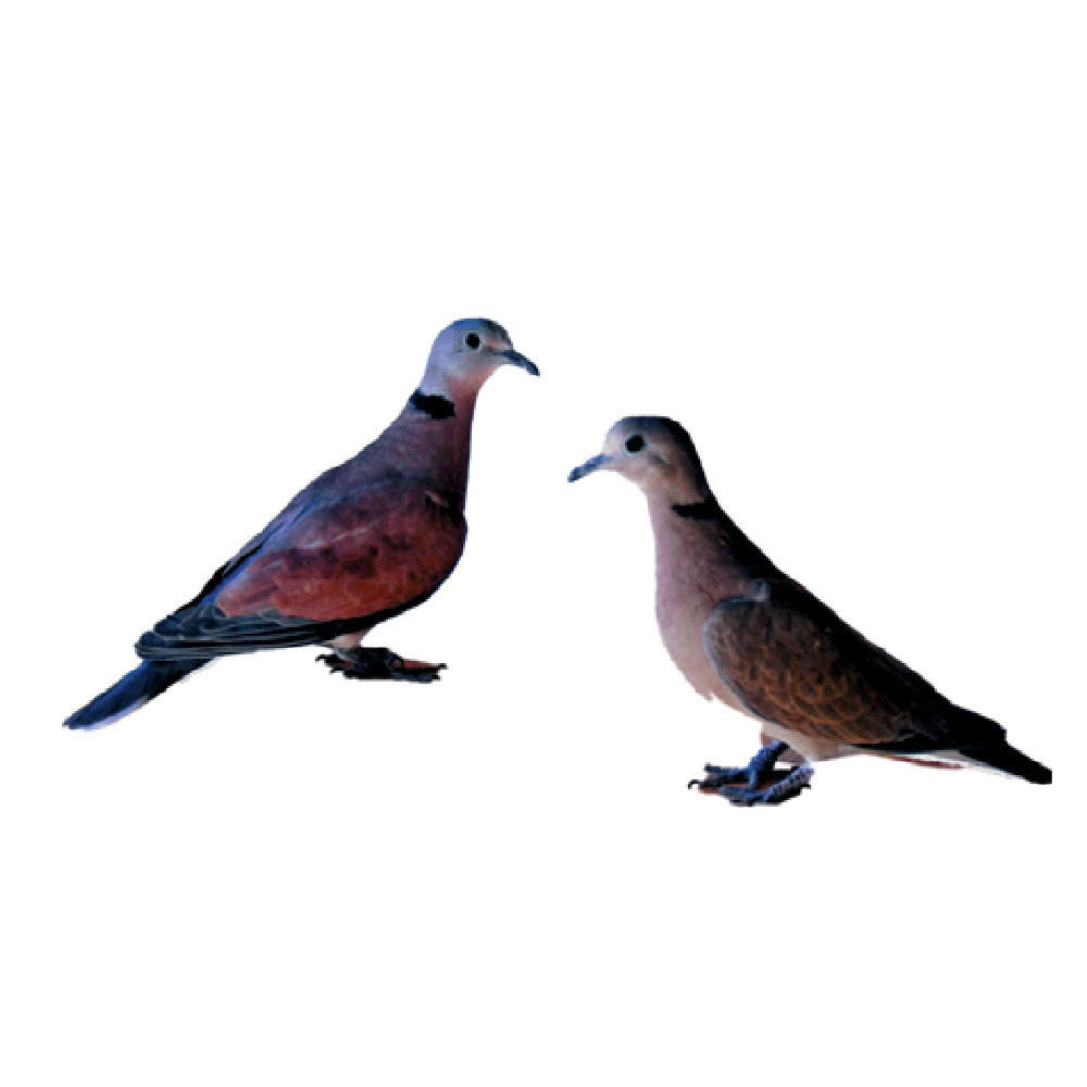 Palm Turtle Doves | Strombergs Chicks & Game Birds