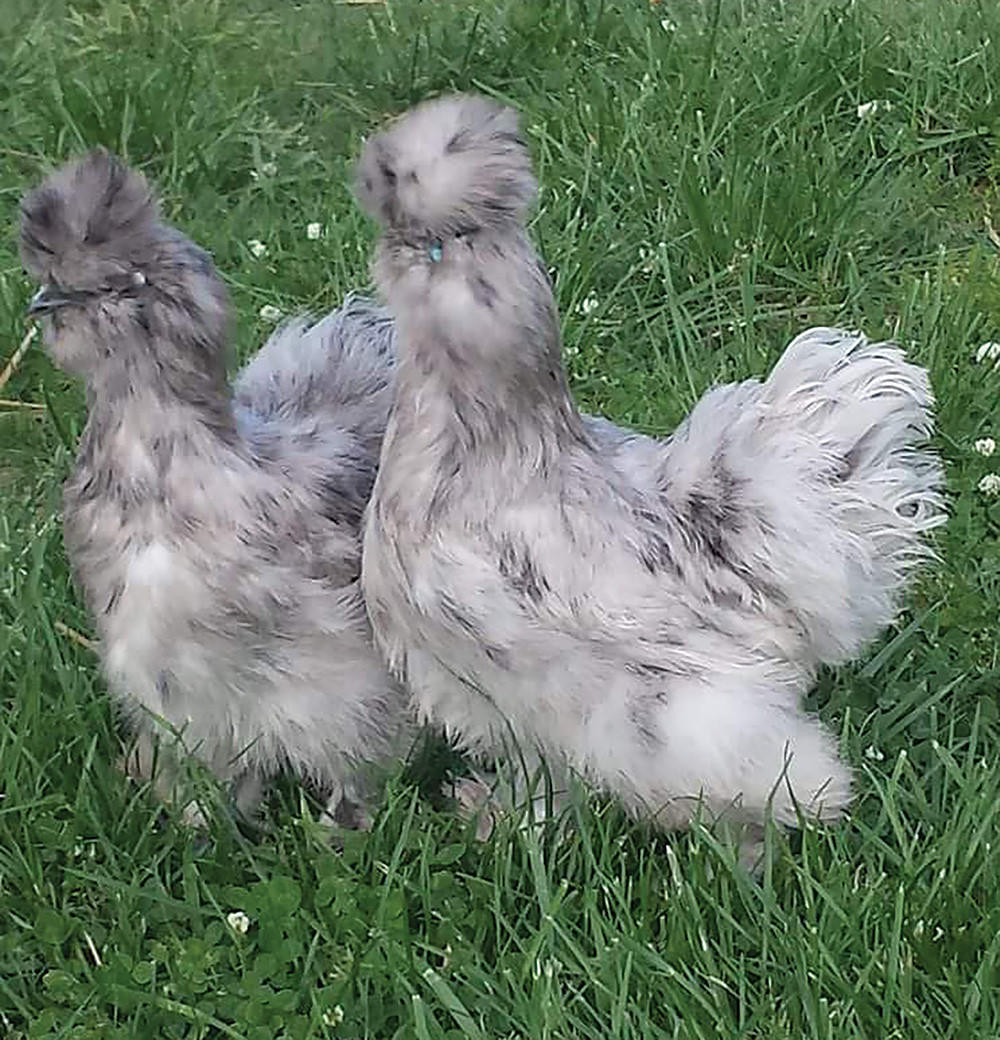 Blue Silkie Bantam Chicks, Not Sexed | Strombergs Chicks & Game Birds