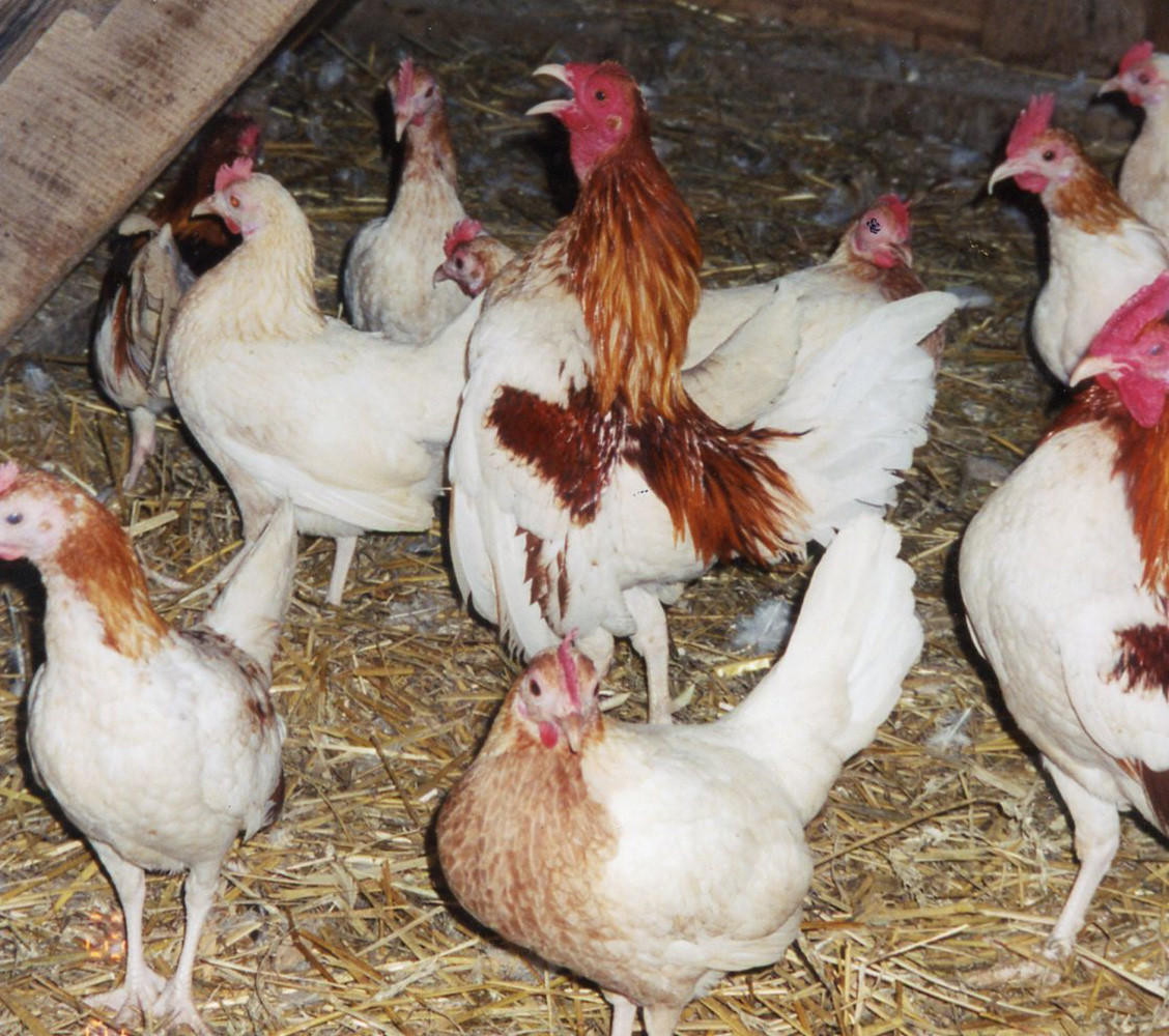 Red Pyle Old English Bantam Chicks, Not Sexed | Strombergs