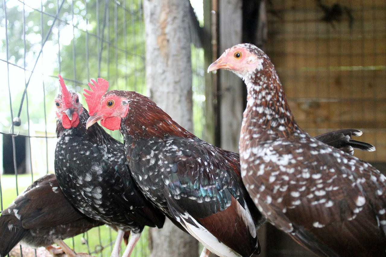 Crele Old English Bantam Chicks, Not Sexed | Strombergs Chicks & Game Birds