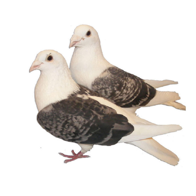 Black Eagle Saddle Racing Homer Pigeons