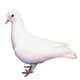 Giant White Hubble Utility Pigeons | Strombergs Chicks & Game Birds