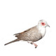 Blue Pied Diamond Doves | Stromberg's Chickens