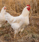 Giant White Hubble Utility Pigeons | Strombergs Chicks & Game Birds