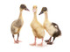 Assorted Runner Ducklings | Strombergs Chicks & Game Birds