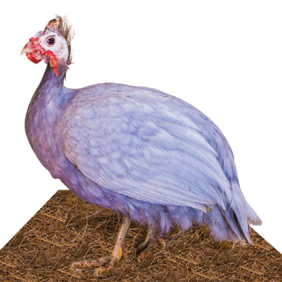 Sky Blue Guinea Keets | Strombergs Chicks & Game Birds