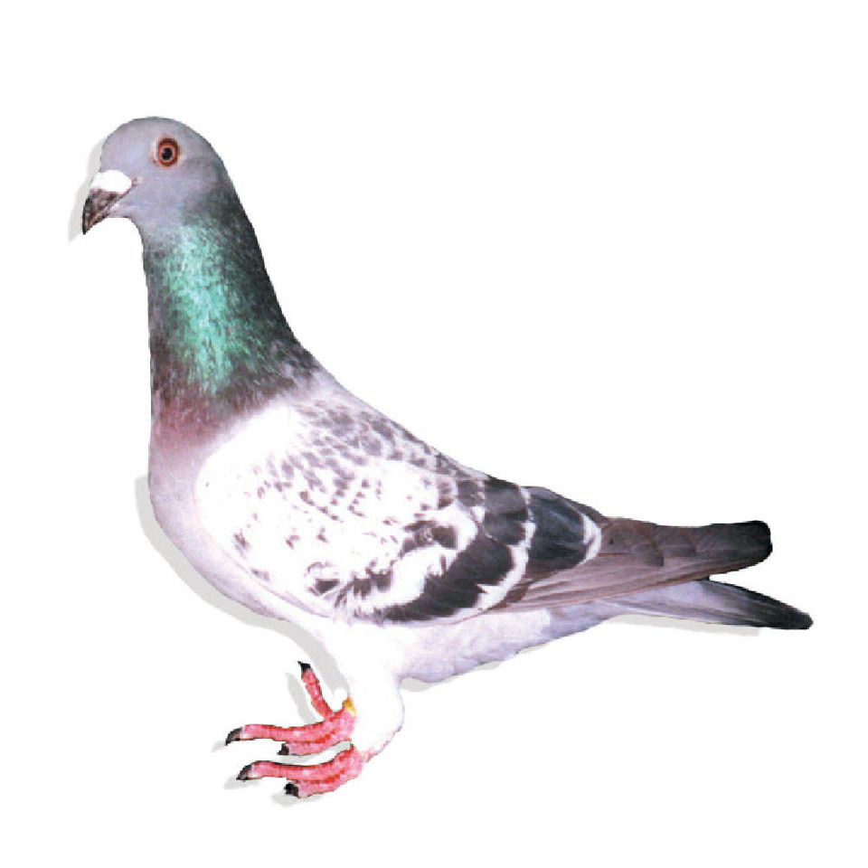 Black Eagle Racing Homer Pigeons | Stromberg's Chickens