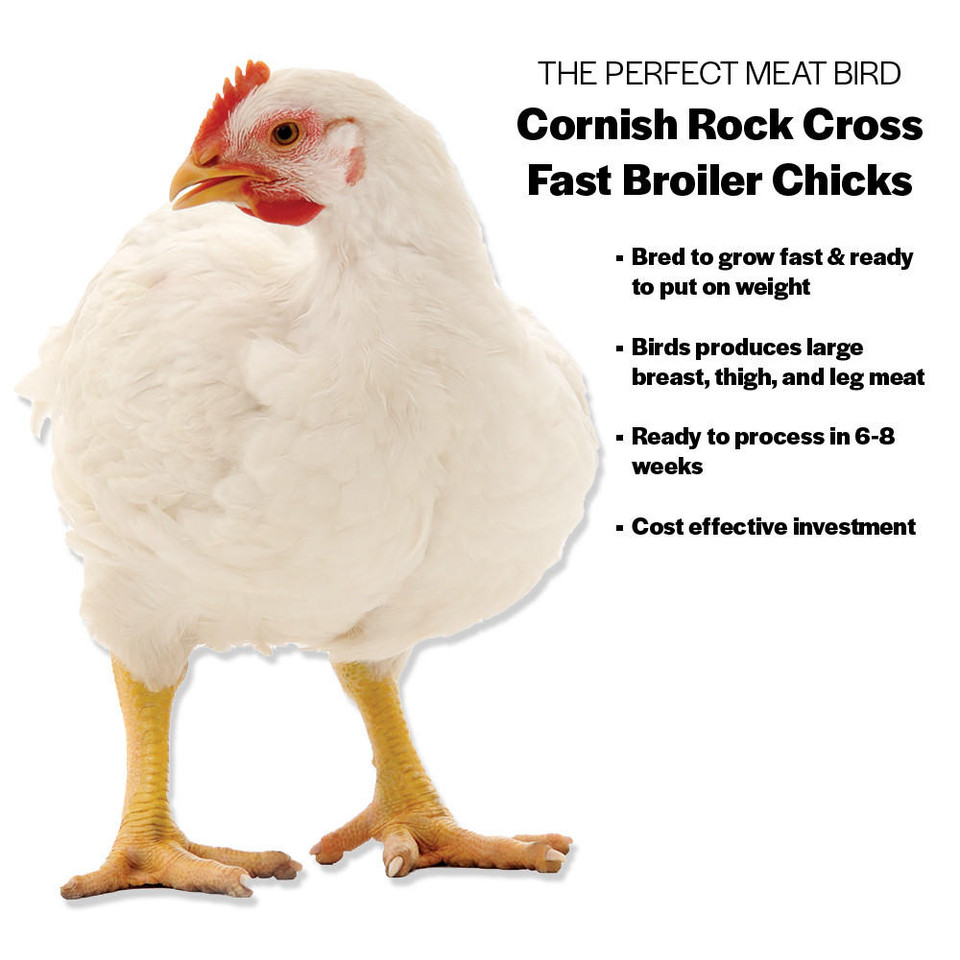 Cornish Rock Cross Fast Chicks | Strombergs Chicks & Game Birds
