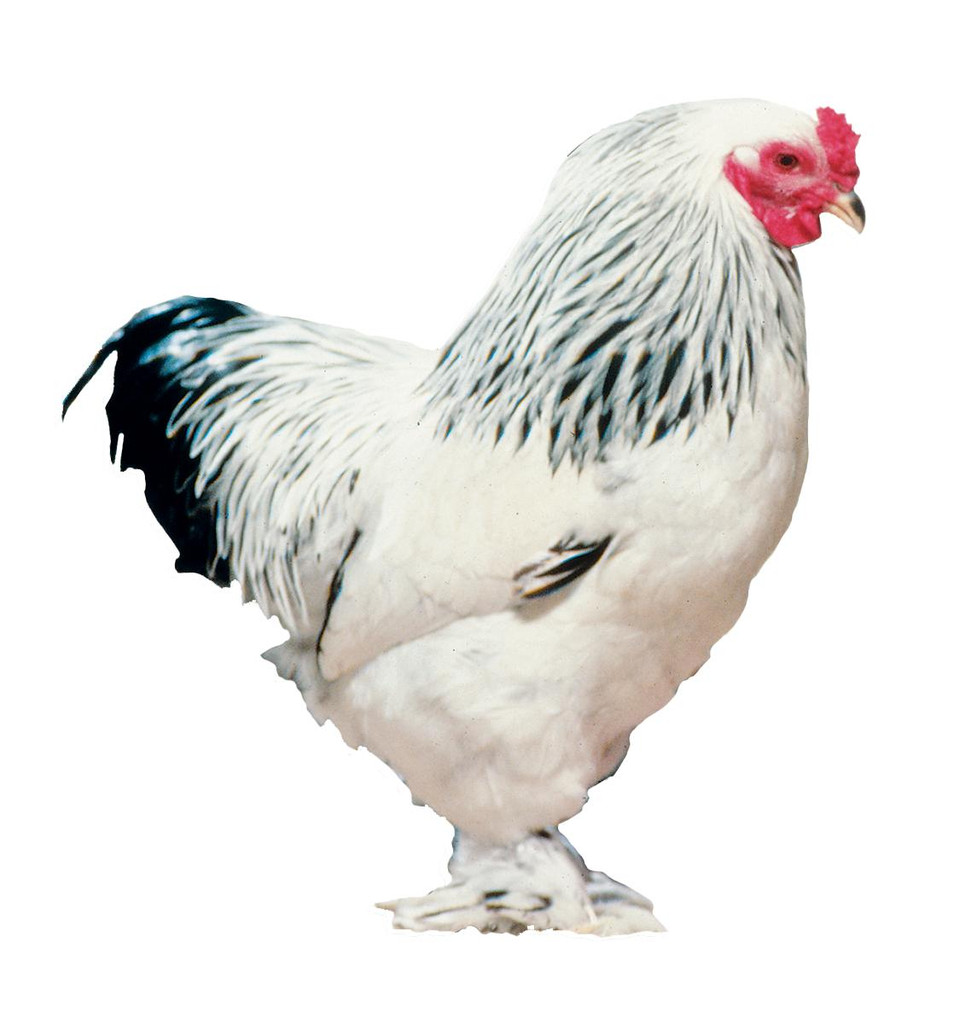 Light Brahma Chicks | Stromberg's