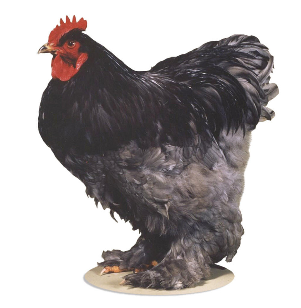 Buff Standard Cochin Chicks, Not Sexed | Strombergs Chicks