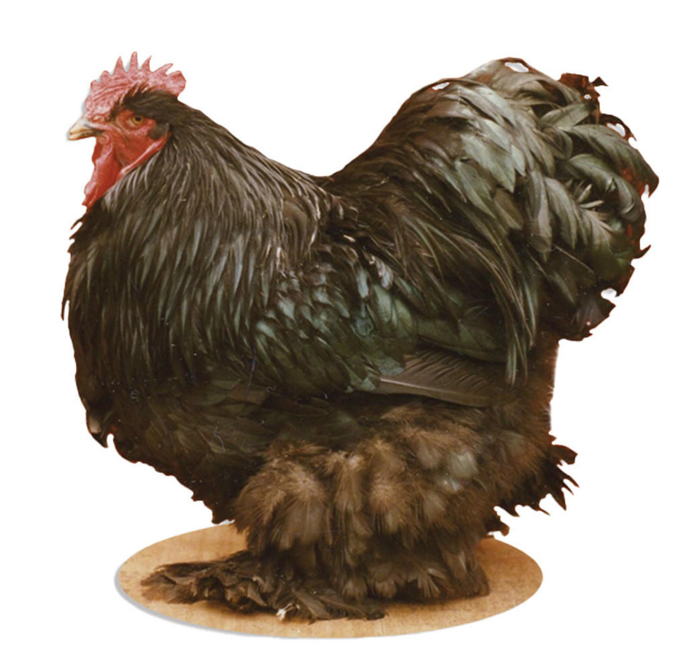 Buff Standard Cochin Chicks, Not Sexed | Strombergs Chicks