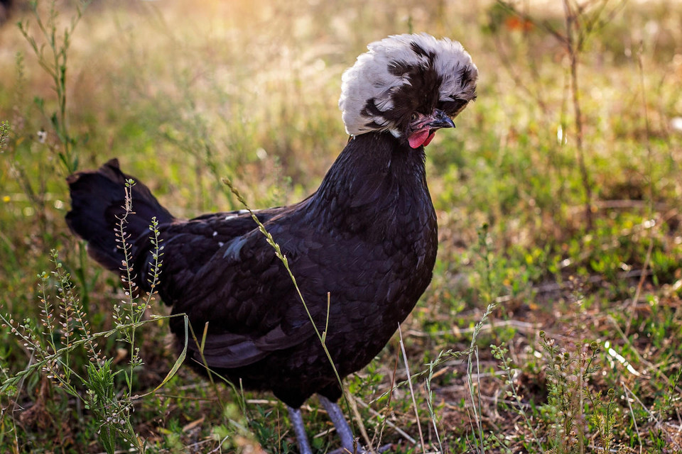 Crested "Top Hat" Special Chicks, Not Sexed | Strombergs