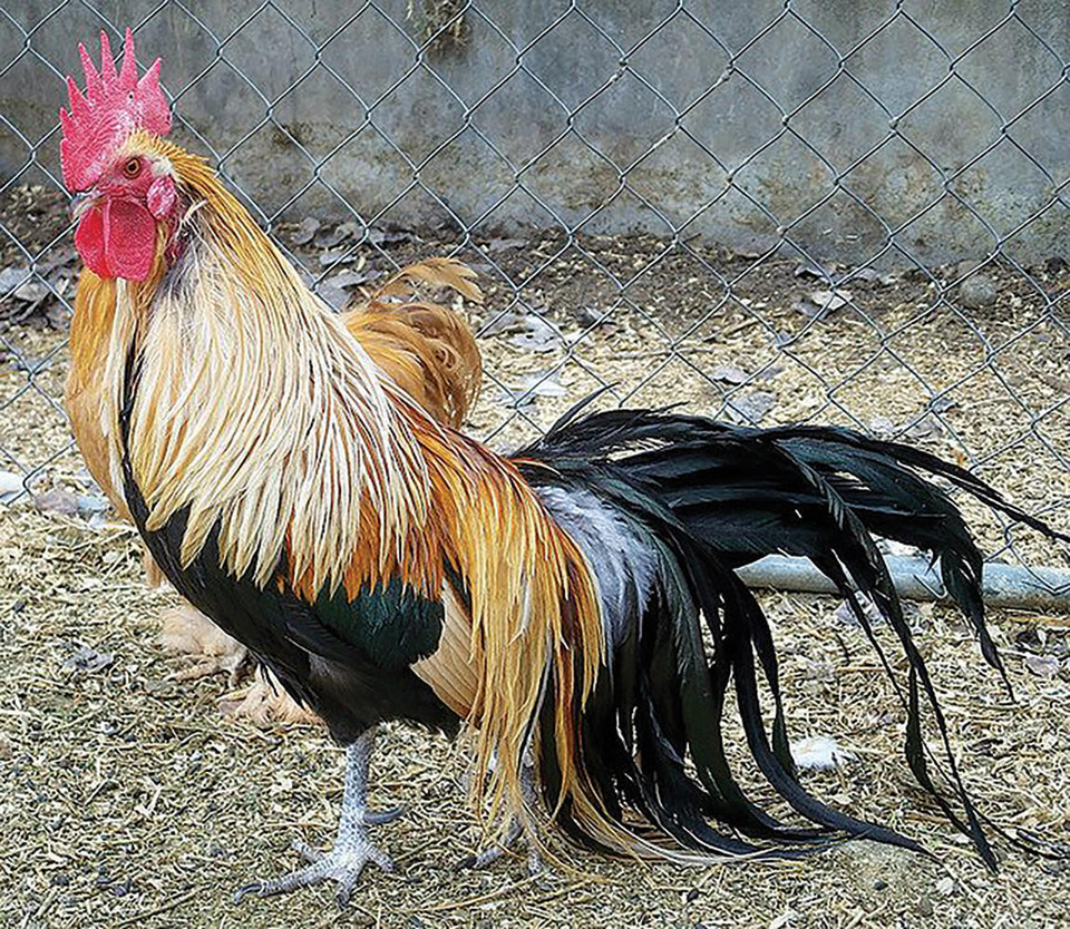 Gold Duckwing Standard Old English Chicks, Not Sexed | Strombergs