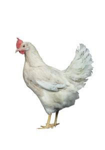 Tetra Tint Chicks, Female | Strombergs Chicks & Game Birds