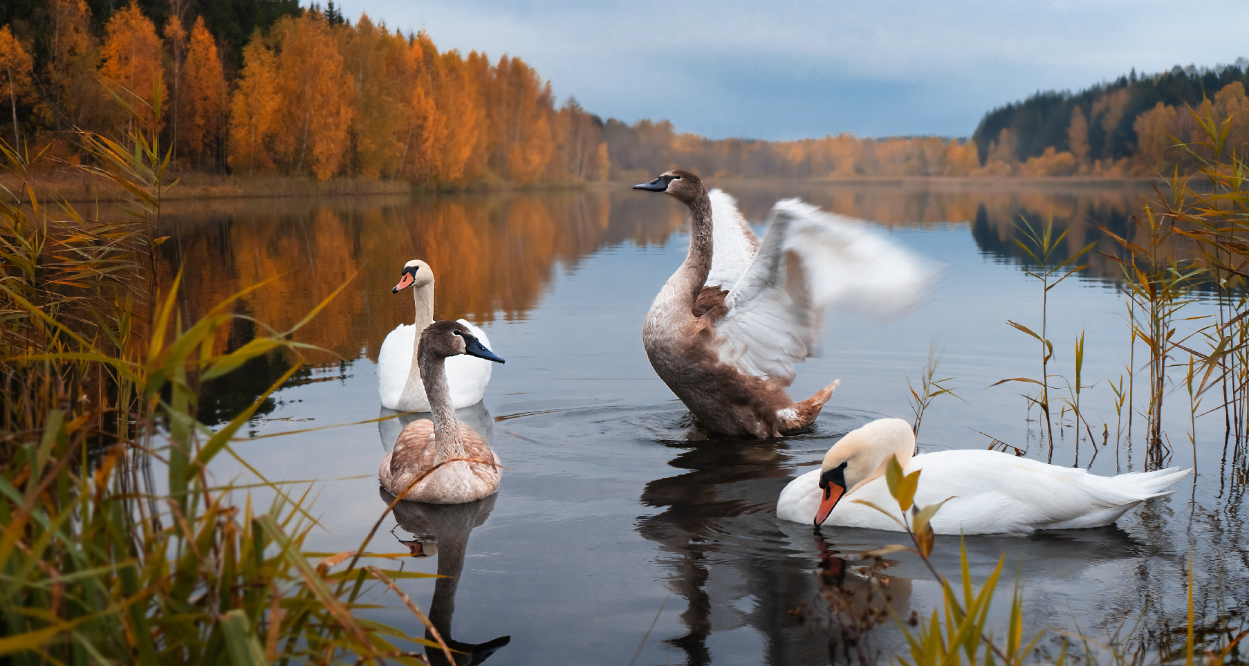Adult Birds | Strombergs Chicks & Game Birds
