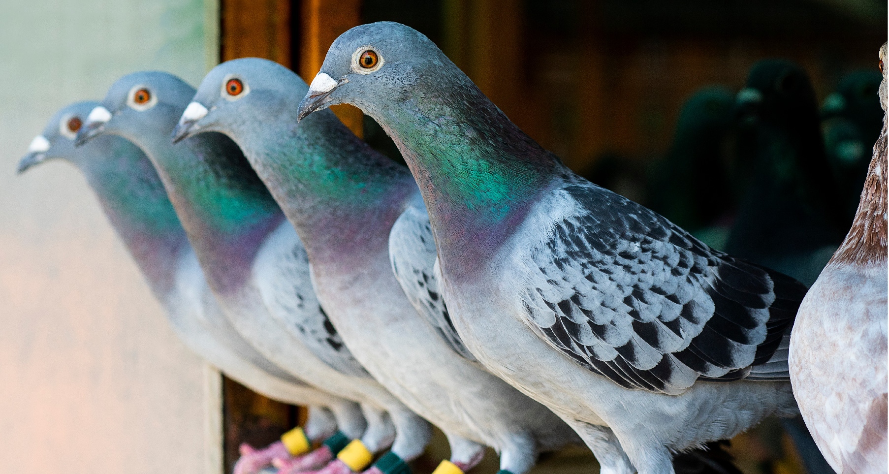 Pigeon Bands | Strombergs Chicks & Game Birds