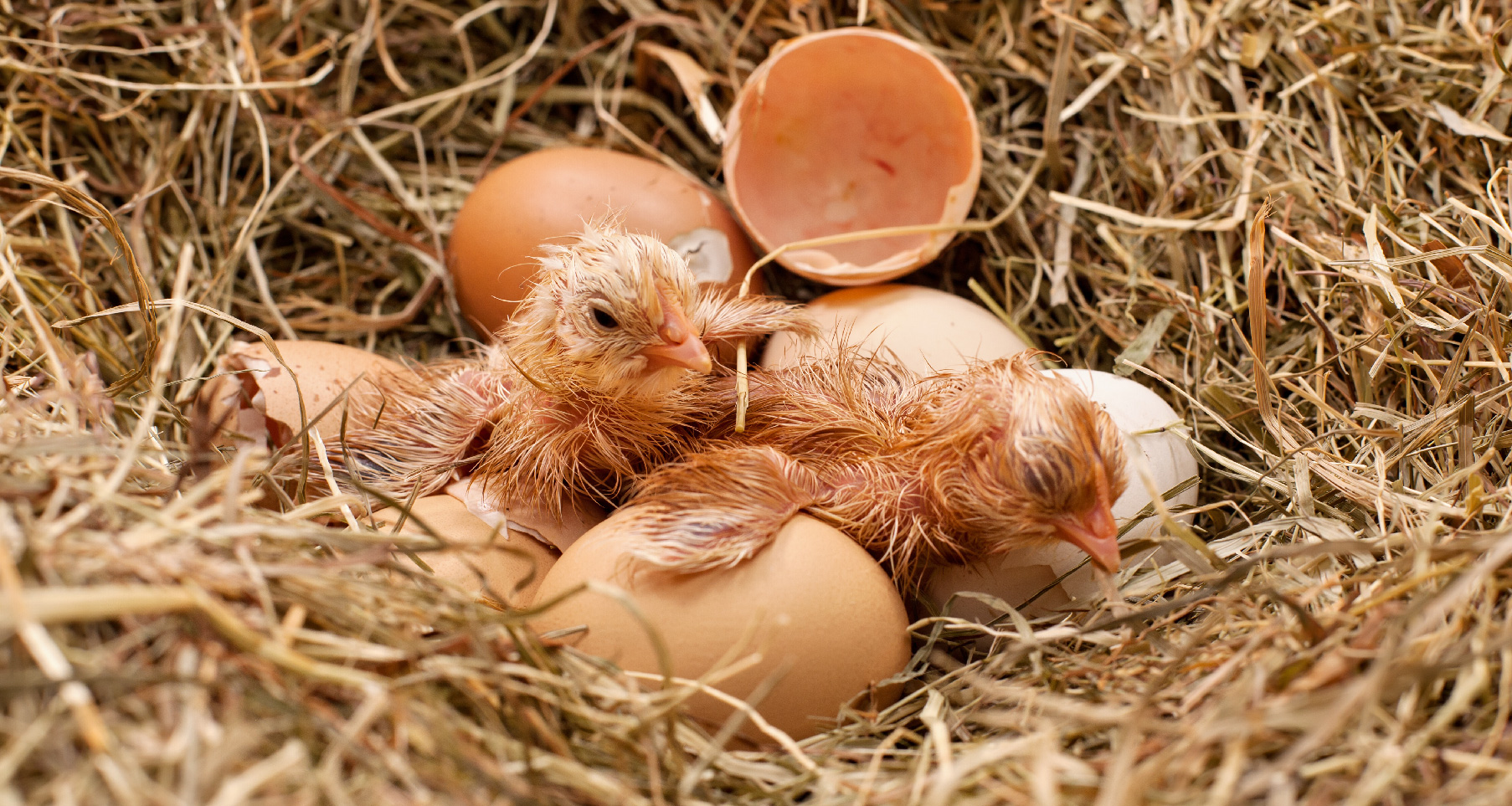 Guinea Egg Incubation