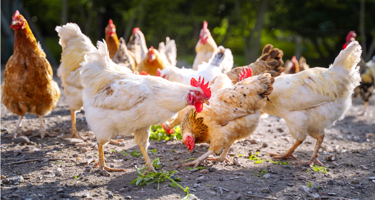 Poultry Supplies | Stromberg's