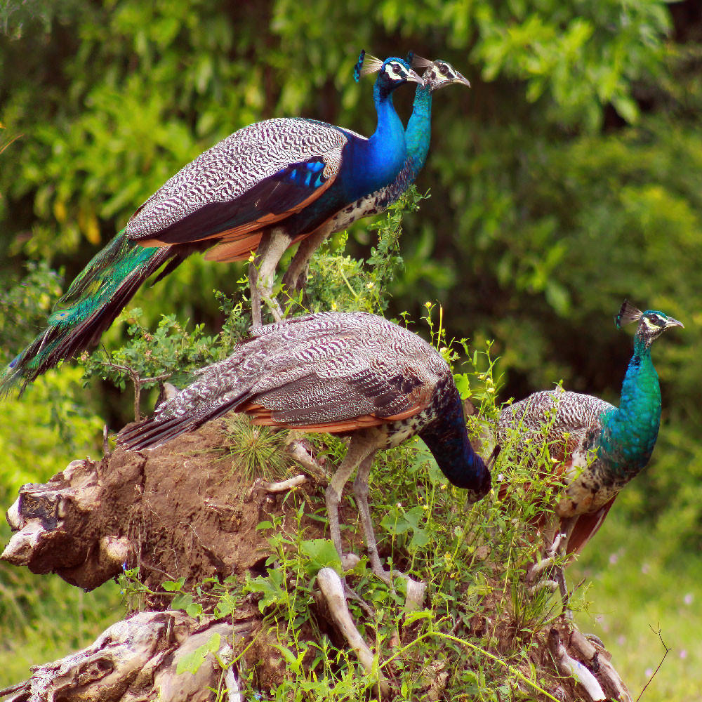 8 Assorted Peachicks, Breeder's Choice | Strombergs Chicks & Game Birds