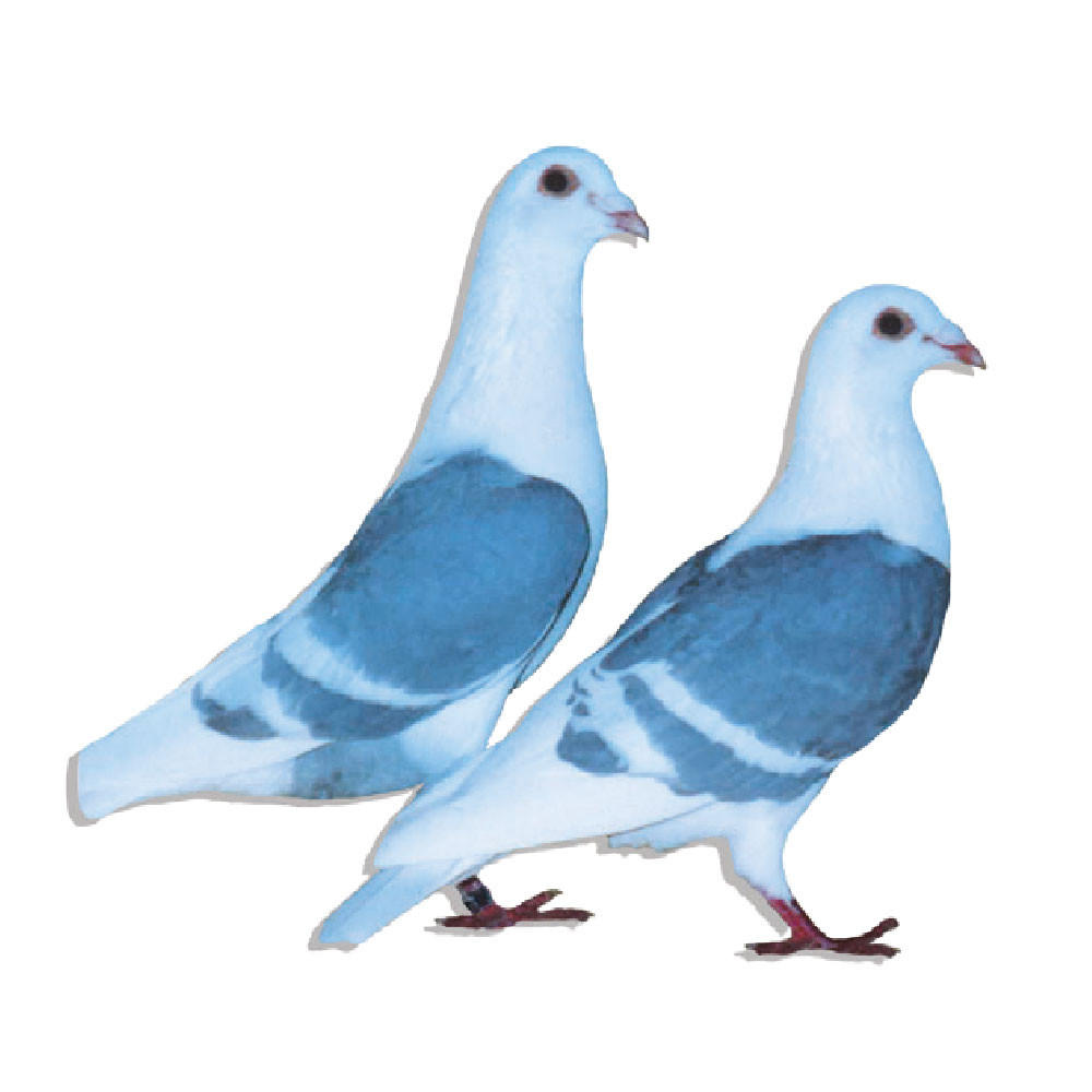Opal White Bar Saddle Racing Homer Pigeons | Stromberg's Chickens