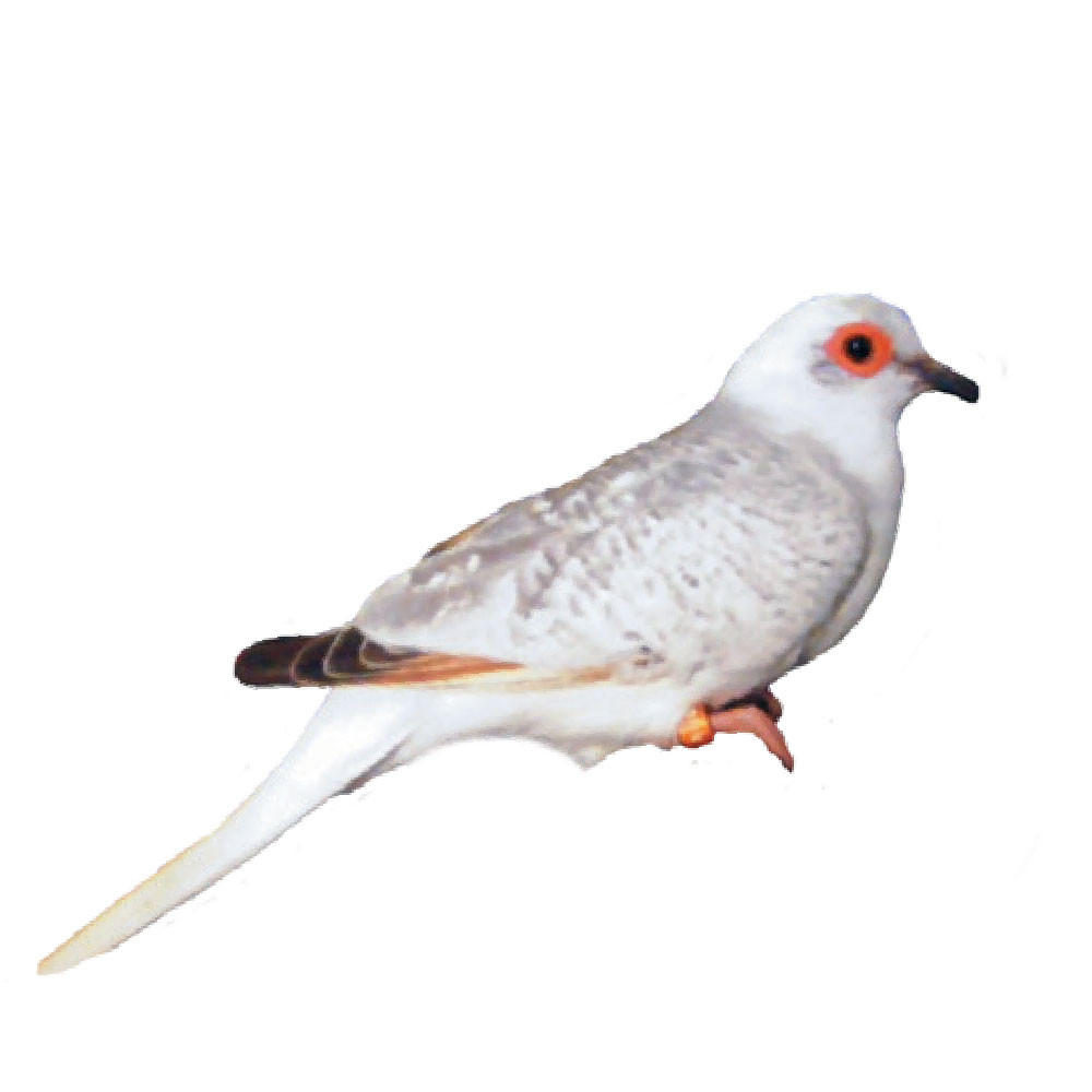 Blue White Tail Laced Diamond Doves | Stromberg's Chickens