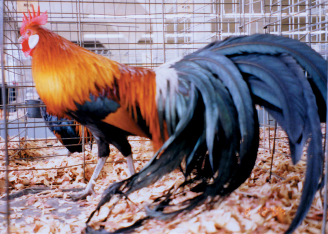 Black Breasted Red Phoenix Bantam Chicks, Not Sexed | Strombergs