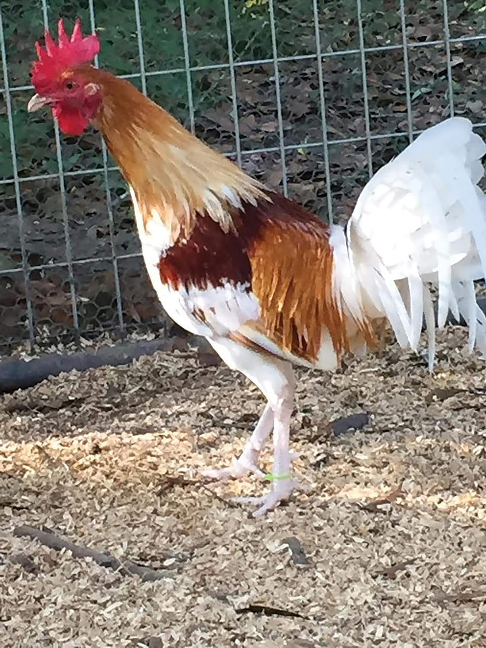 Red Pyle Standard Old English Chicks, Not Sexed | Strombergs