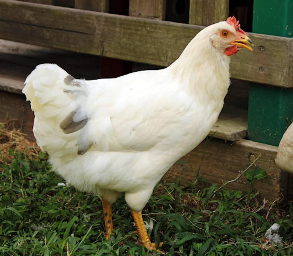 Tetra Tint Chicks, Female | Strombergs Chicks & Game Birds