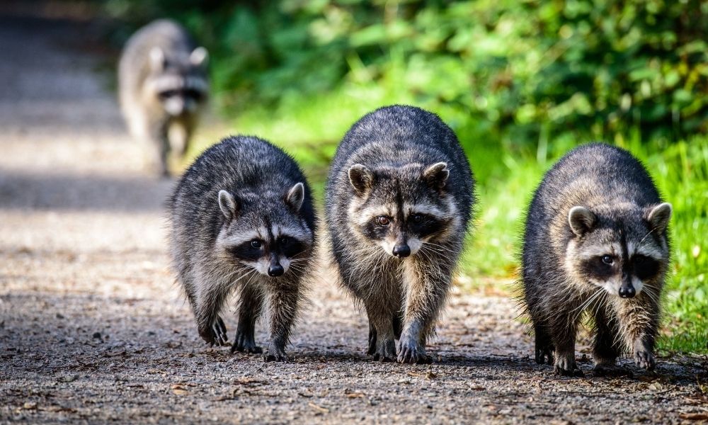 The Common Predators that Kill Chickens - Strombergs