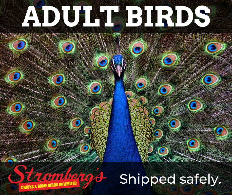 Shipping Live Birds - Strombergs