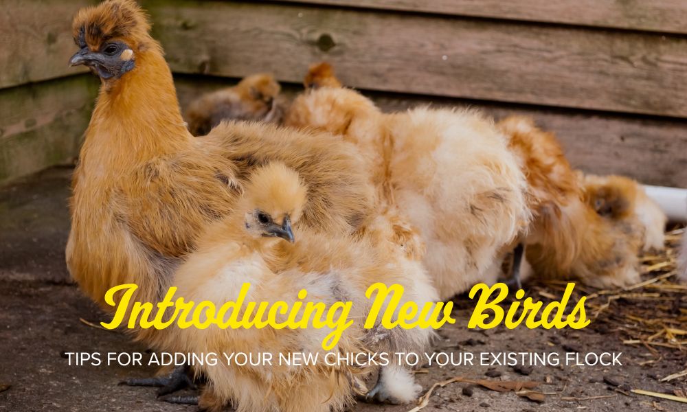Introducing New Birds - Strombergs