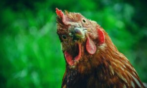 How Do Chickens Communicate With Each Other? - Strombergs