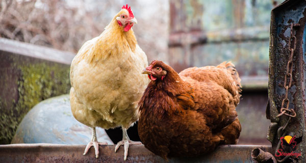 How to Keep Chickens from Escaping Your Yard - Strombergs