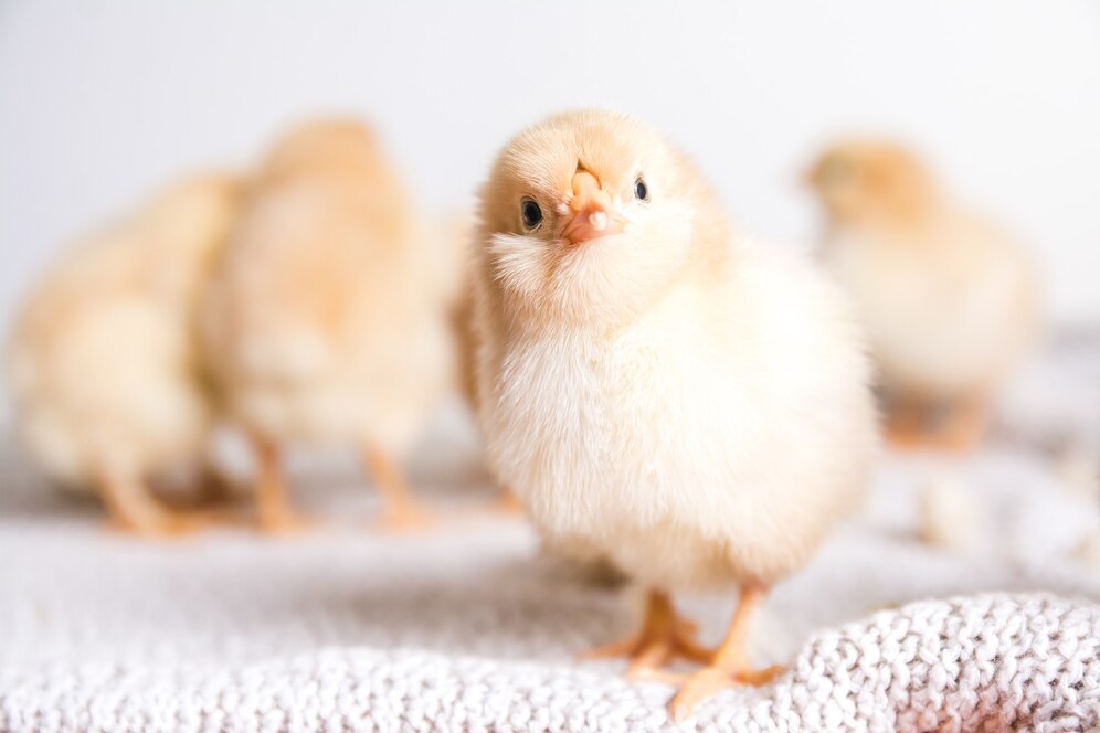 Your Guide for Using Heat Lamps with Baby Chicks - Strombergs