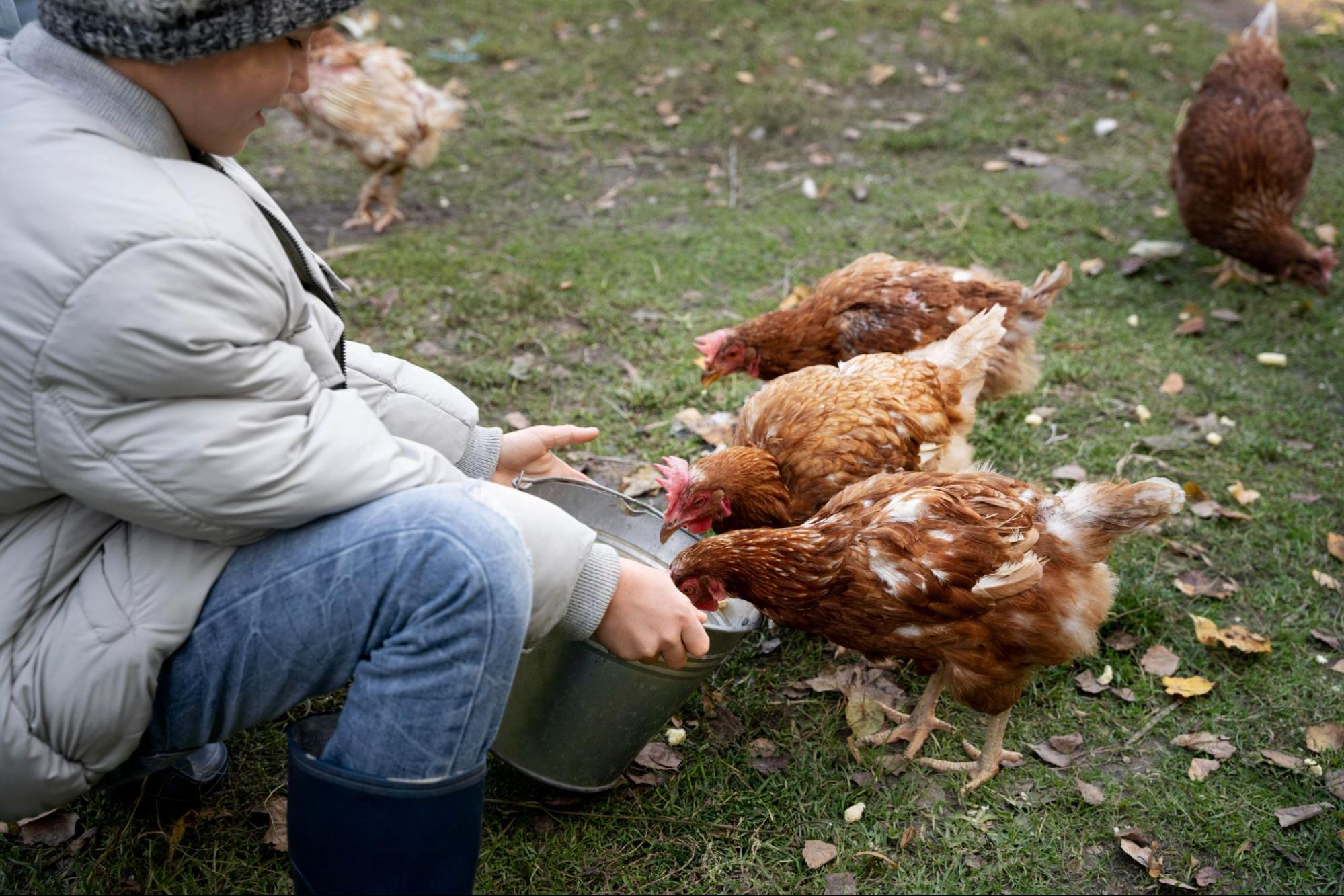 How Cold is Too Cold for Chickens? What You Need to Know - Strombergs