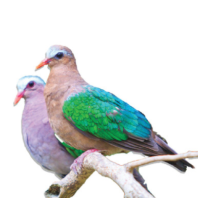Green Wing Doves | Stromberg's Chickens