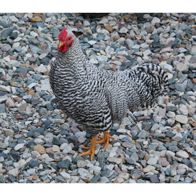 Dominique Bantam Chicks, Not Sexed | Strombergs Chicks & Game Birds