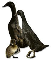 chocolate runner ducks