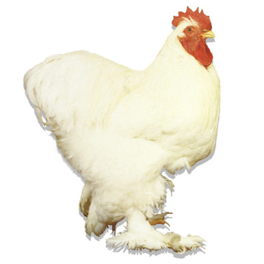 White Cochin Hatching Eggs | Stromberg's Chickens