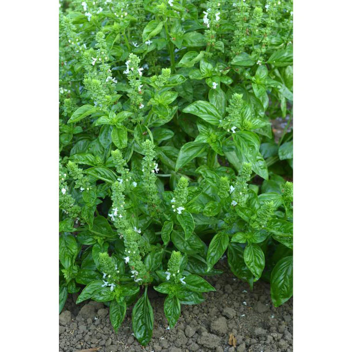 Italian Basil Seeds - Essex County Co-Op