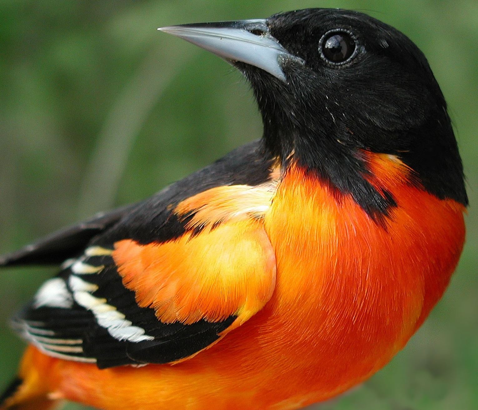 Attracting Orioles - Essex County Co-Op