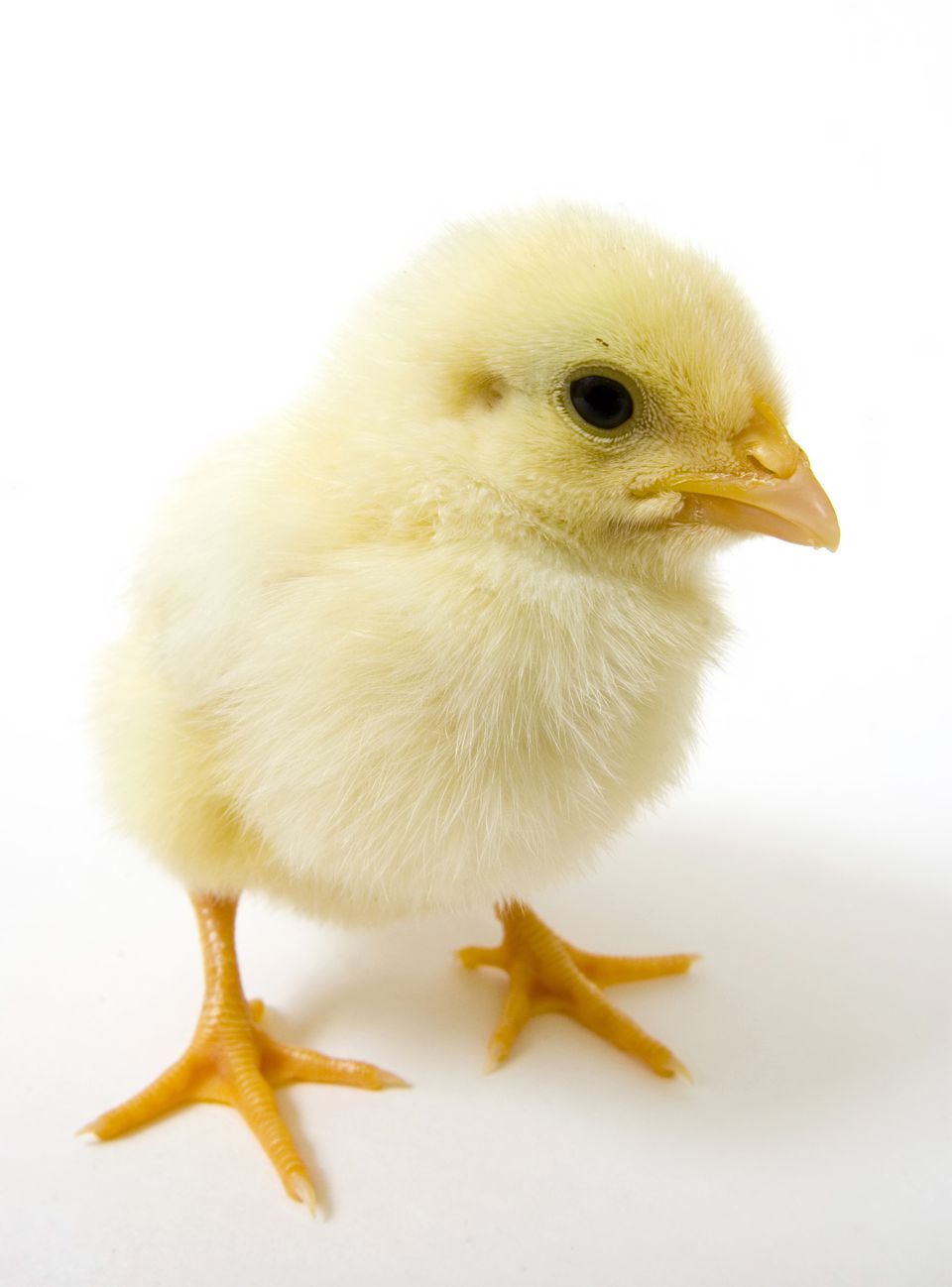 Spring Chick Pre-Orders - Essex County Co-Op