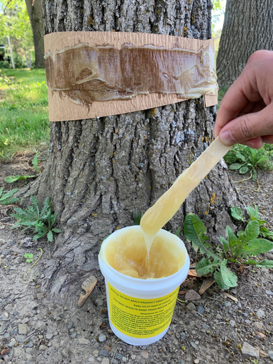 Treekote Sticky Tree Banding Gum - Essex County Co-Op