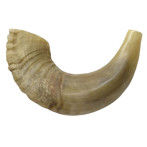 Small Ram's Horn Shofar - Jewish Voice