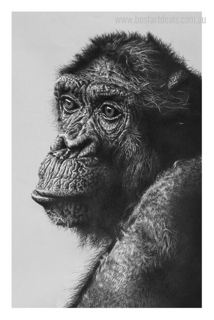 Buy Chimpanzee Canvas Print Wall Art Decor.
