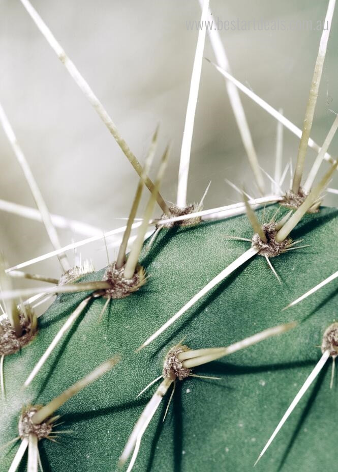 Buy New Cactus Bines Canvas Print Wall Art Decor.