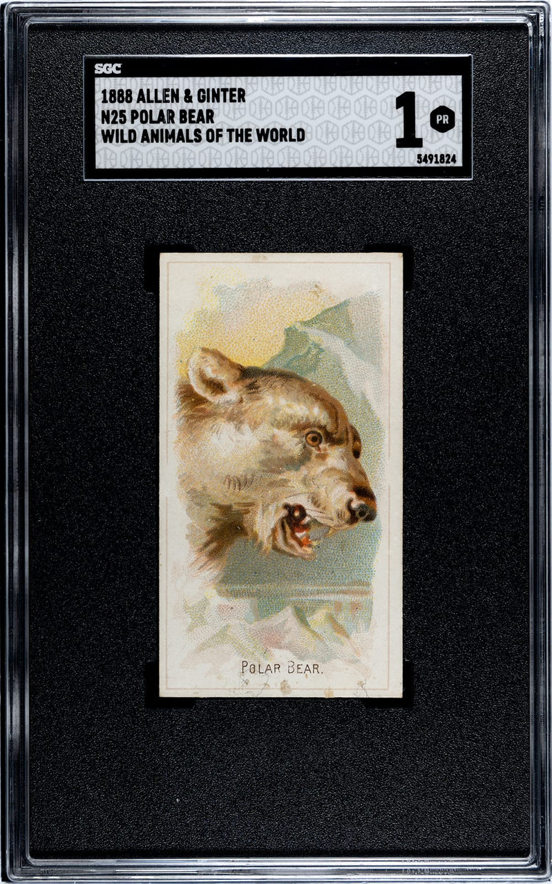 SGC 1 1888 N25 Allen & Ginter Polar Bear