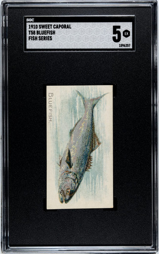 SGC 5 1910 T58 Fish Series Bluefish