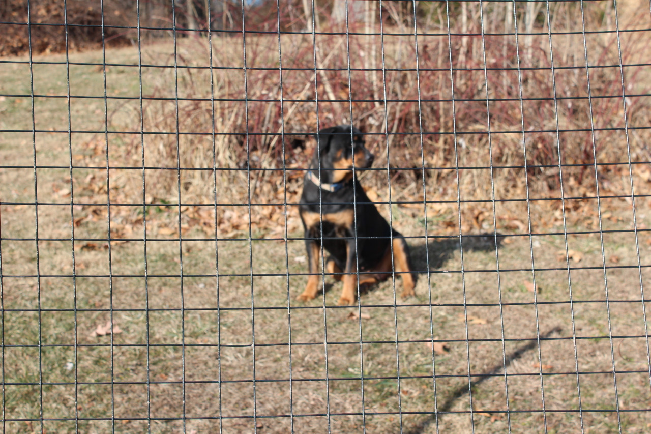 6' High Welded Wire Deer Fence Kit - 4" x 4" Mesh
