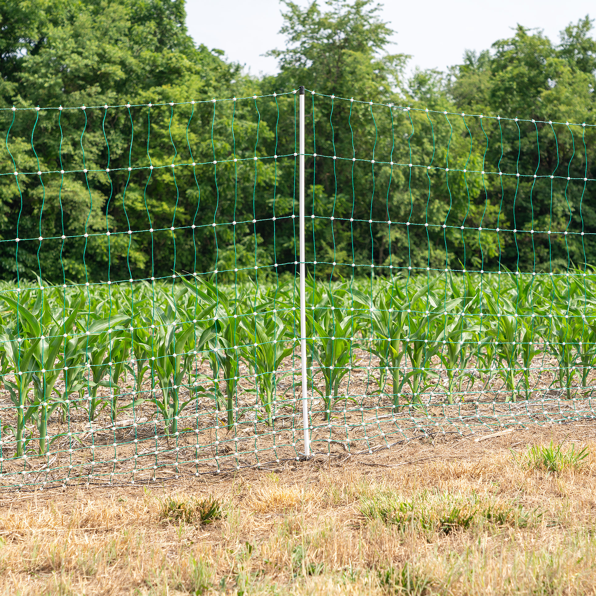 48" H Electric Poultry Netting 12/48/3 - Green, 82' L